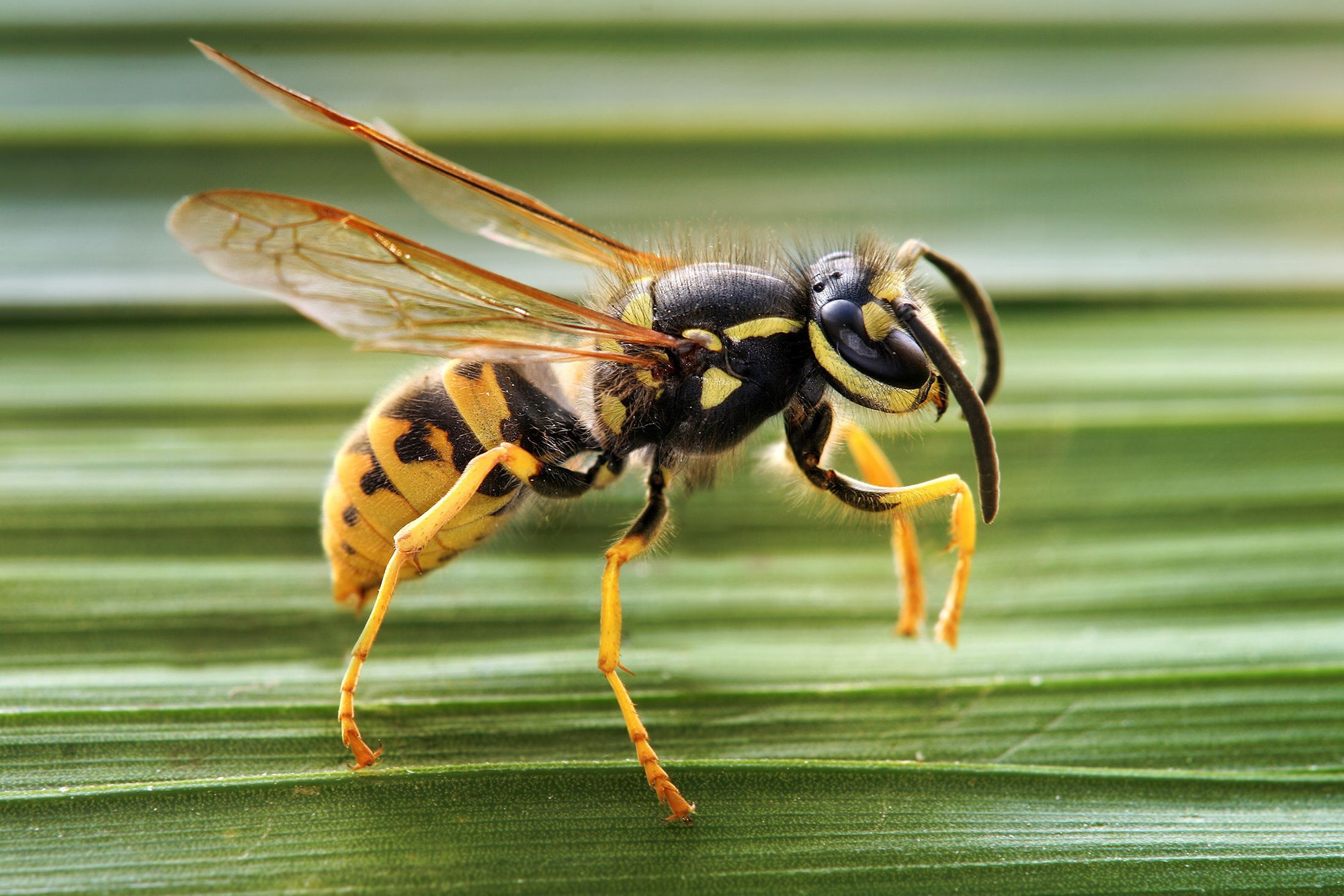 Backyard Pests Wasps